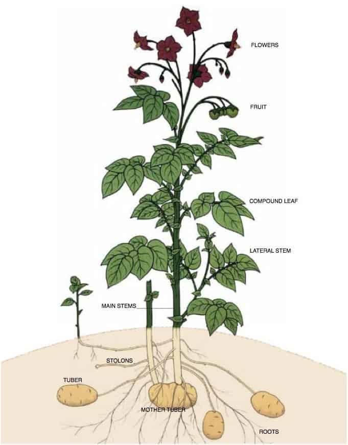 The Potato Plant Potatoes New Zealand