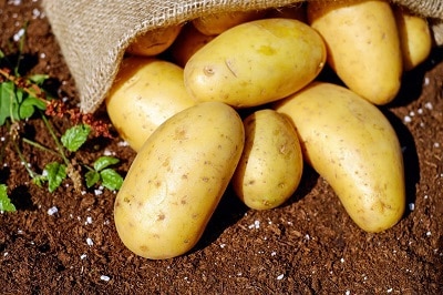 Essential Facts About Potatoes in New Zealand and Worldwide