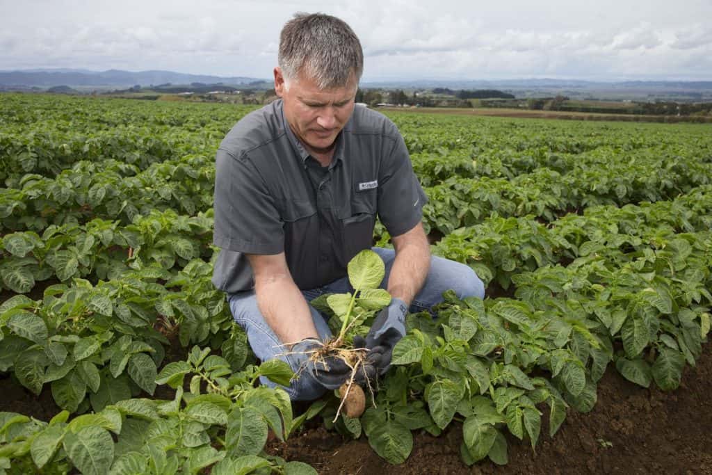 Bryan Hart: Fighting the powdery scab battle - Potatoes New Zealand