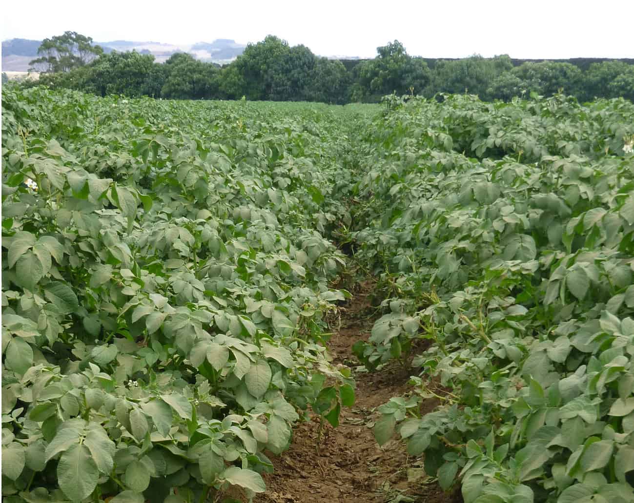 Fear & Distrust of Food - Potatoes New Zealand