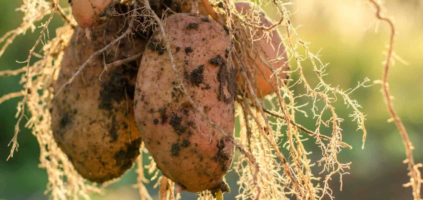 Summer season spud report - Potatoes New Zealand